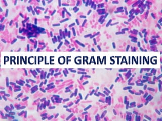 Presentation on Gram staining and modifications.pptx