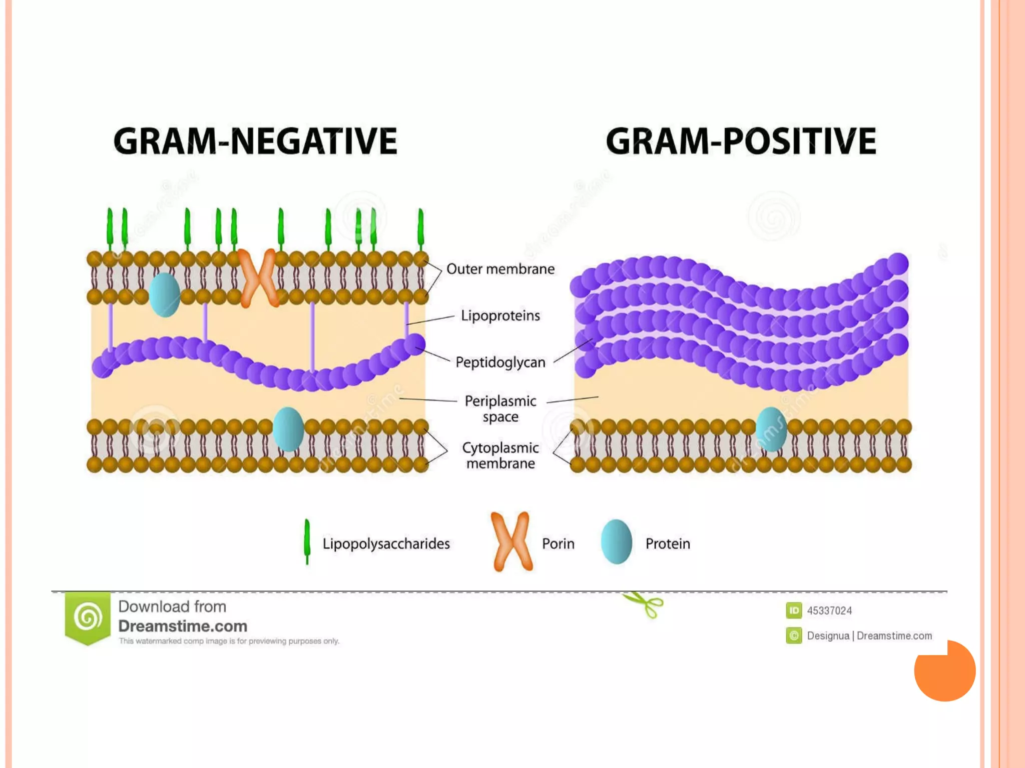 Gram Stain Practical Briefing | PPT