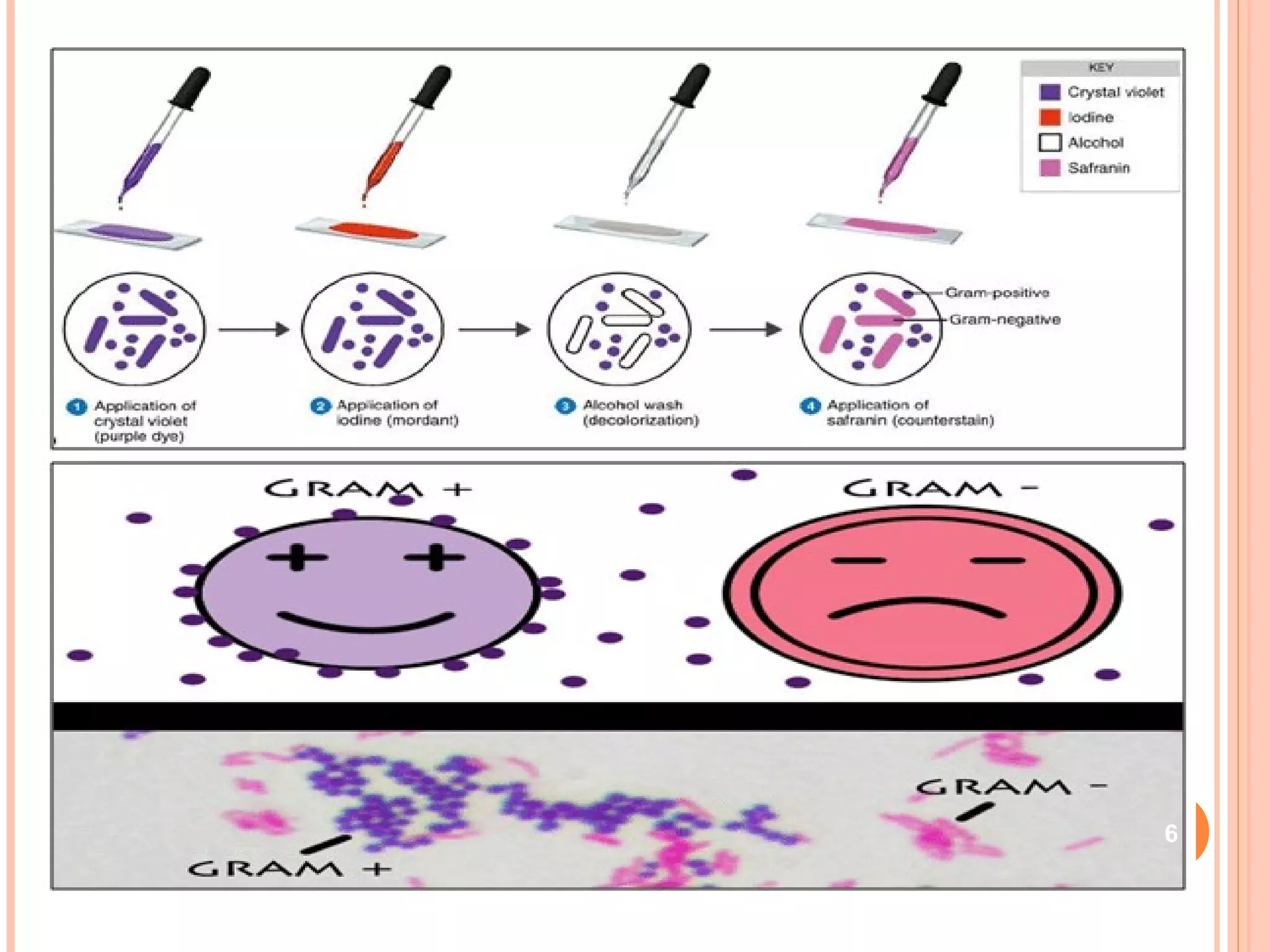 Gram Stain Practical Briefing | PPT