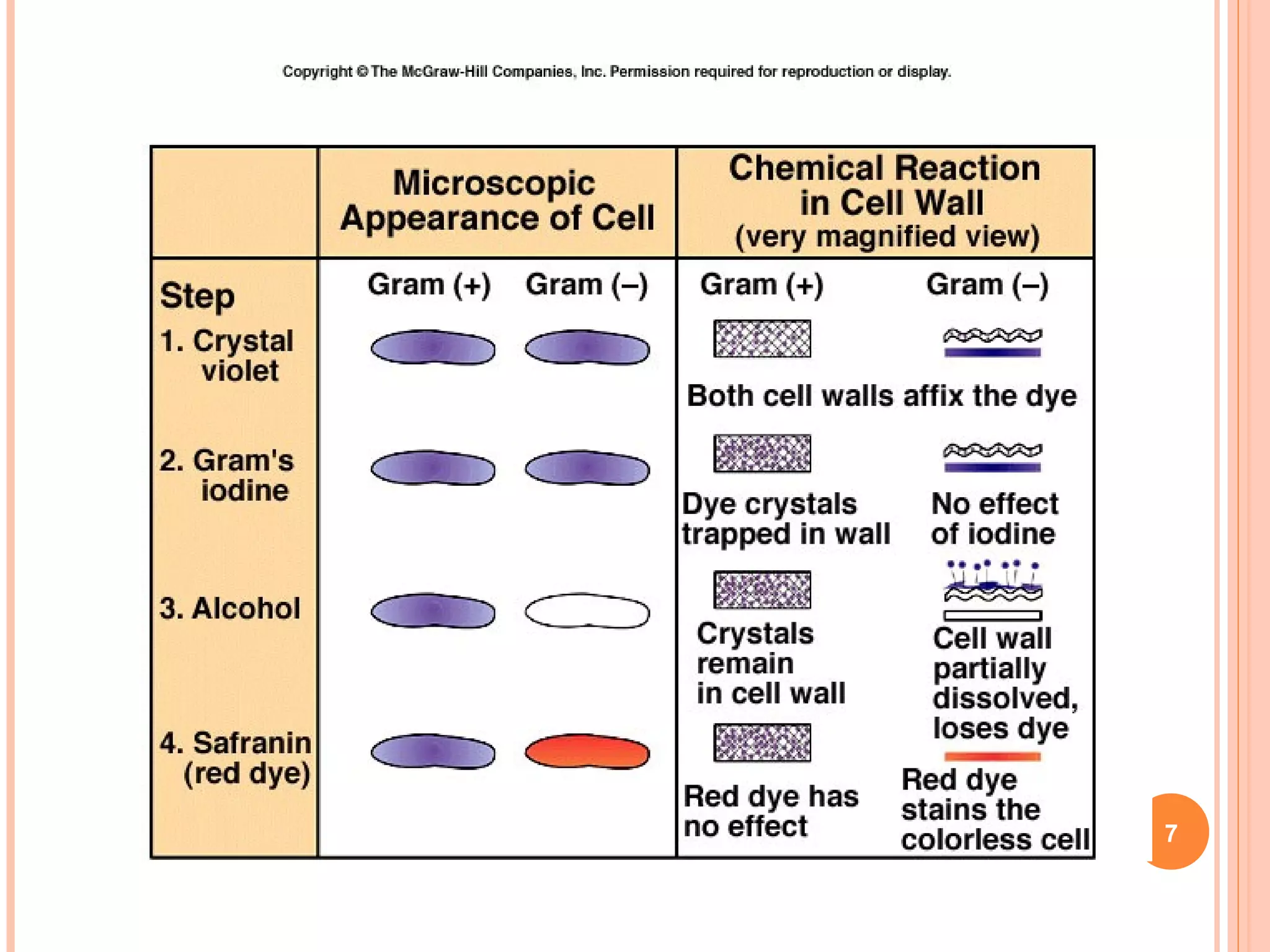 Gram Stain Practical Briefing | PPT
