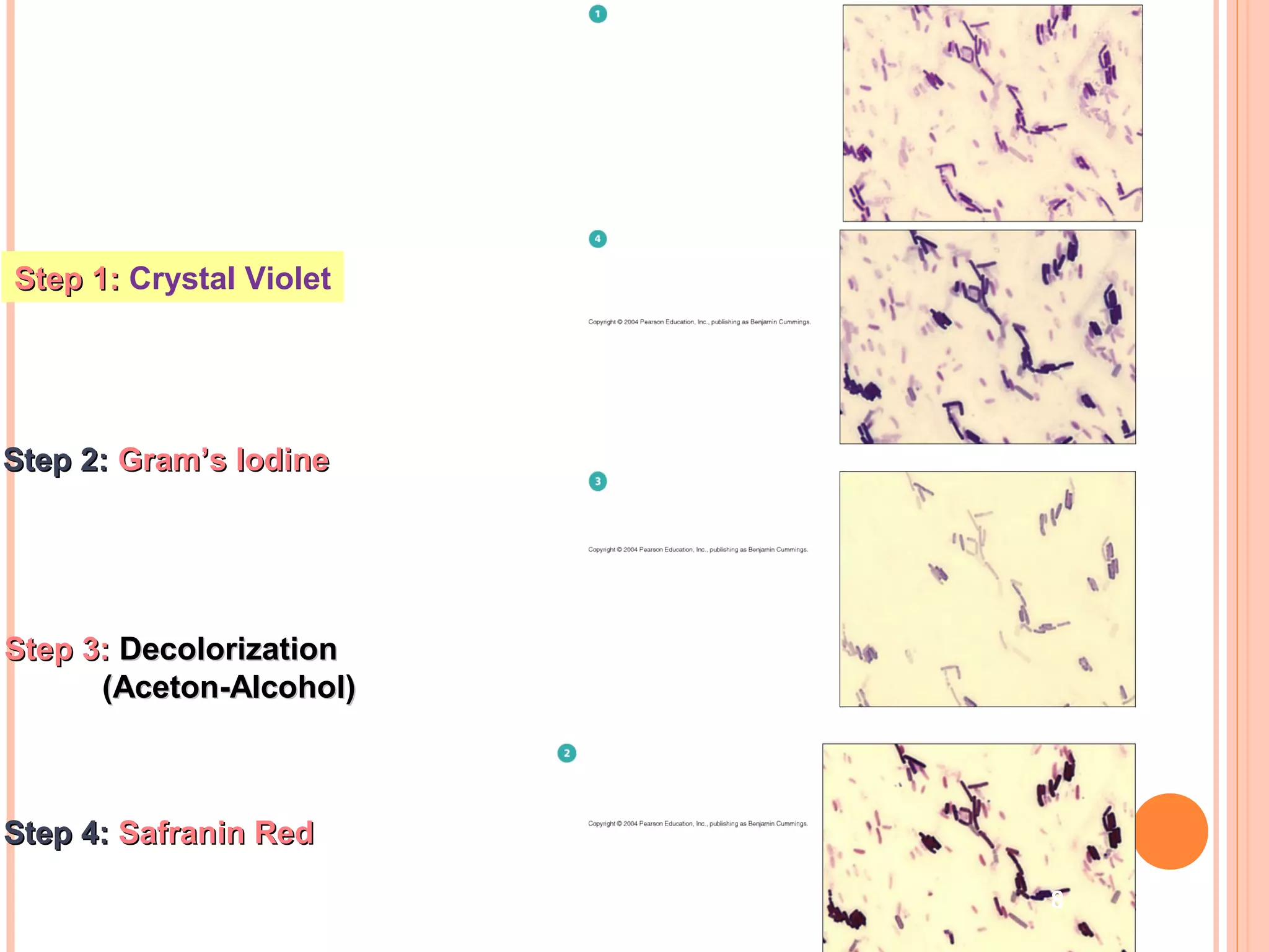 Gram Stain Practical Briefing | PPT