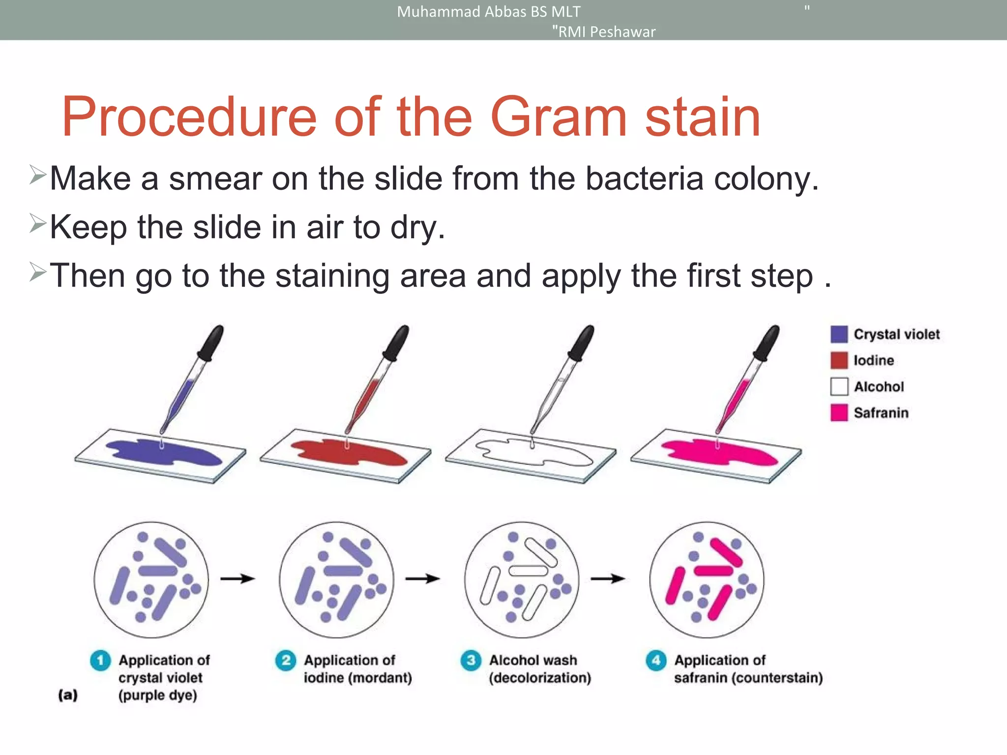Gram stain procedure | PPT | Chemistry | Science