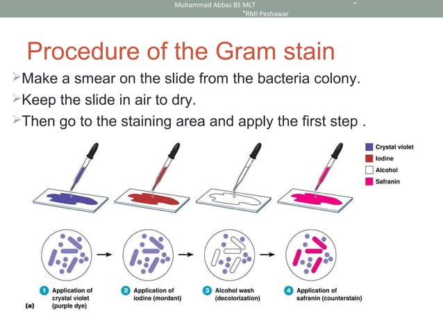 Gram stain procedure | PPT | Chemistry | Science