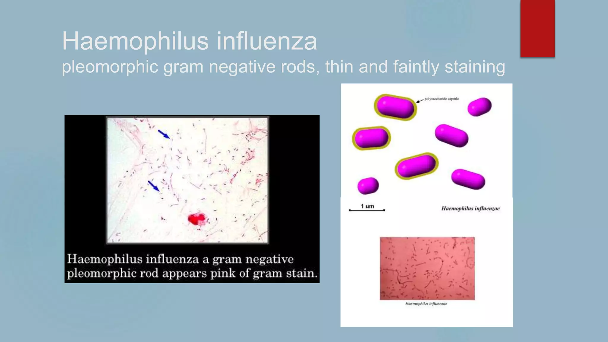 Gram Stains 2021 | PPT