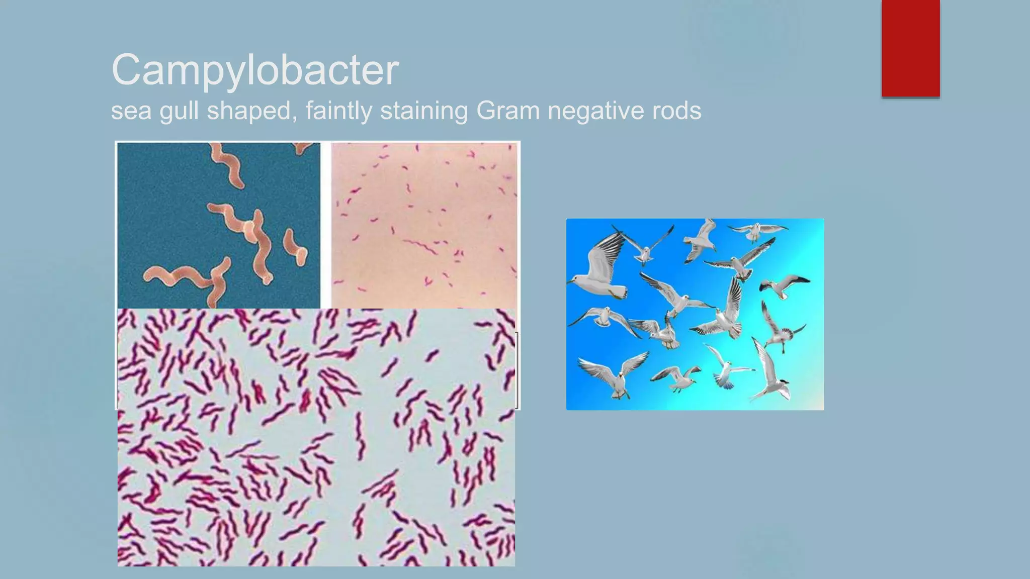 Gram Stains 2021 | PPT