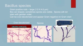 Gram Stains 2021 | PPT