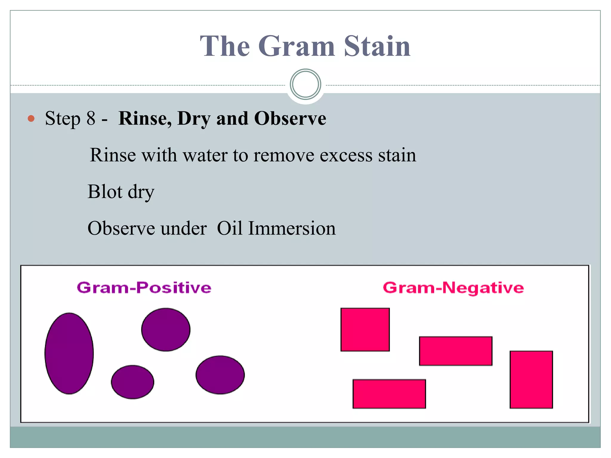 Gram stain | PPTX