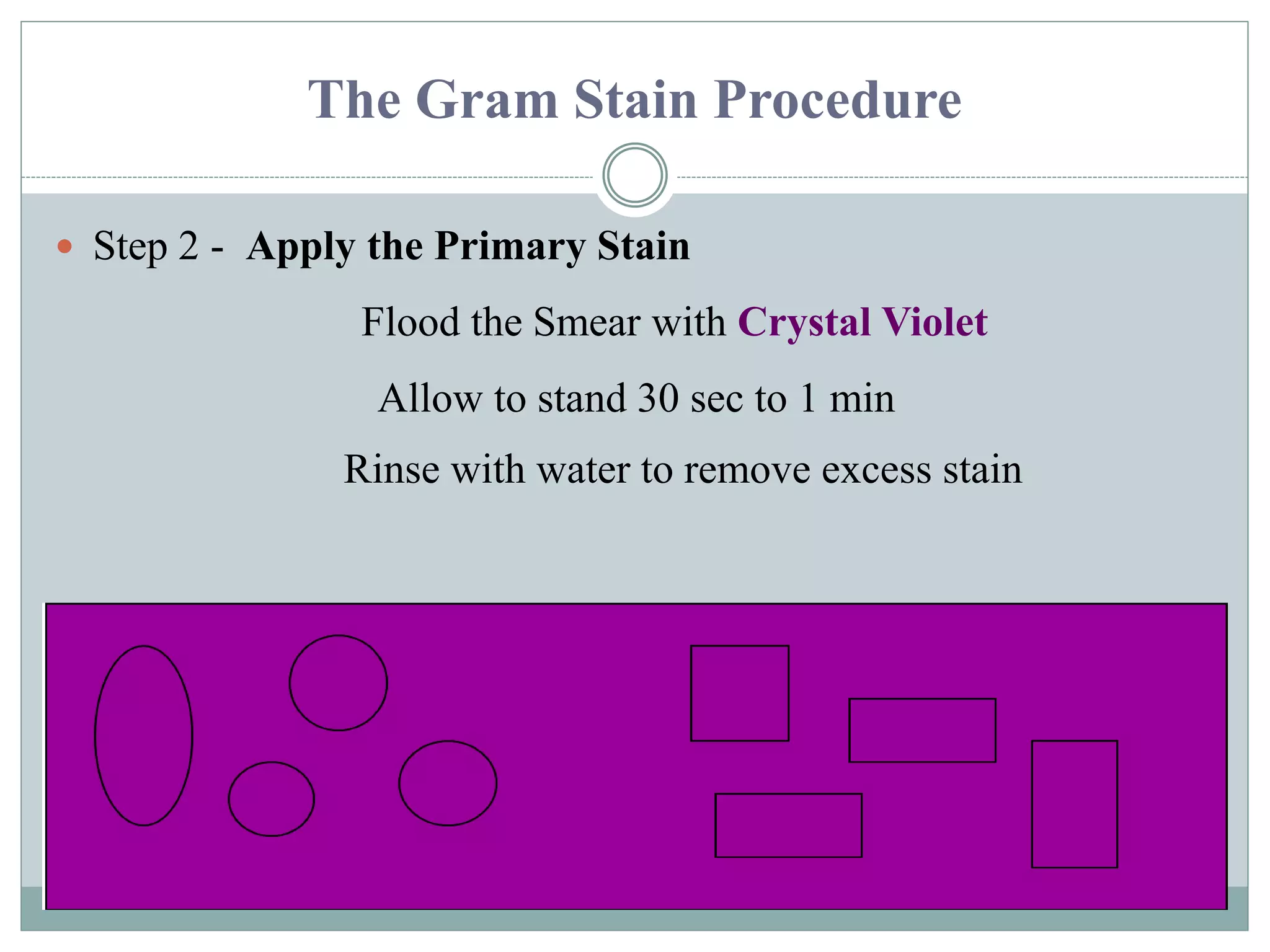 Gram stain | PPTX
