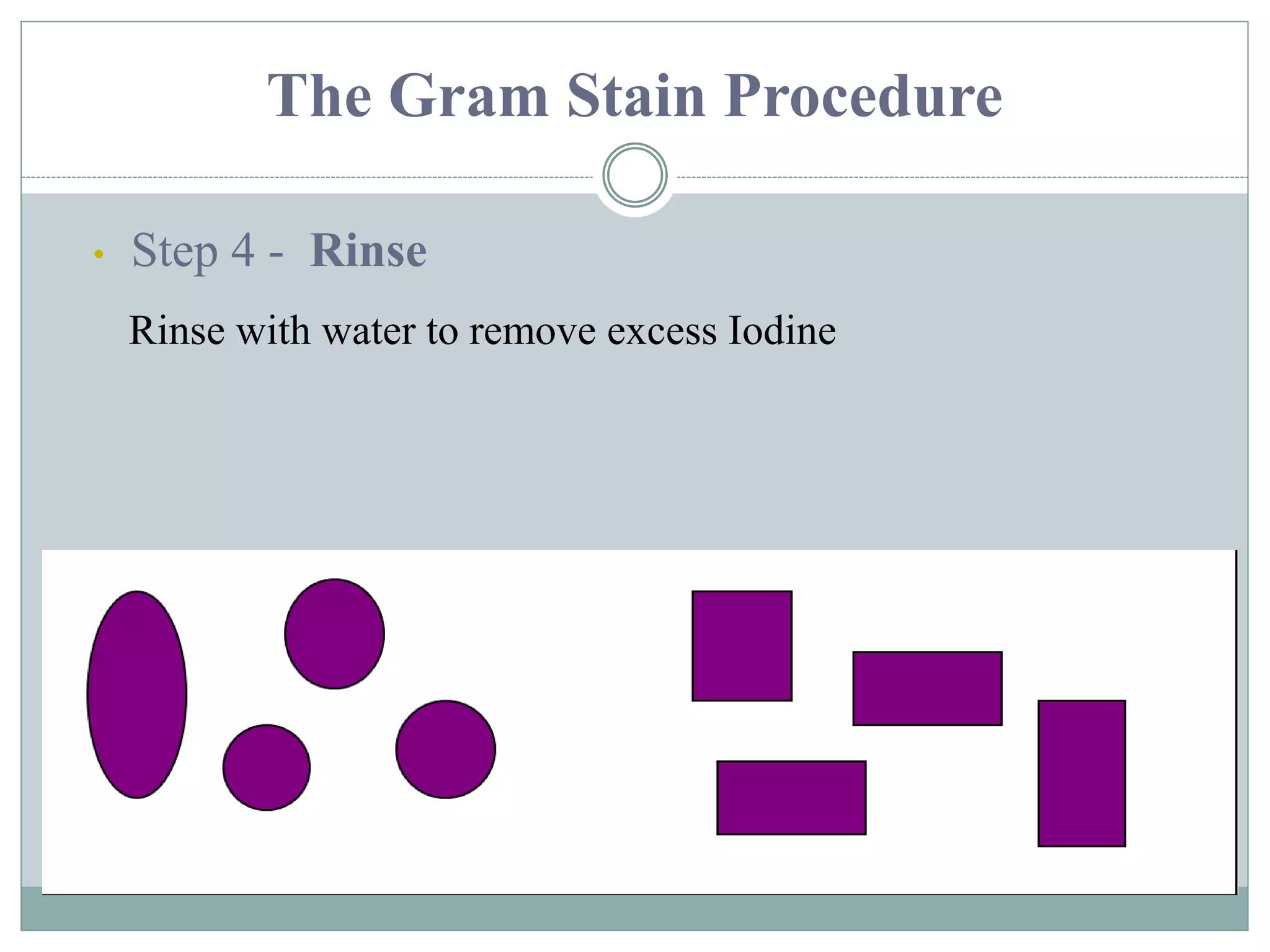 Gram stain | PPTX