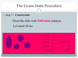 Gram stain | PPTX