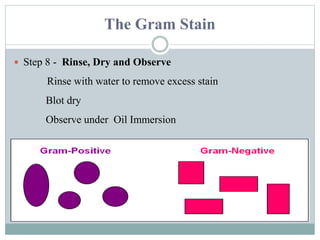 Gram stain | PPTX