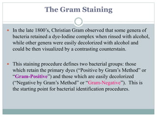 Gram stain | PPTX