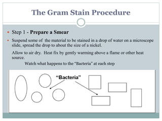 Gram stain | PPTX