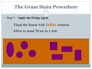 Gram stain | PPTX