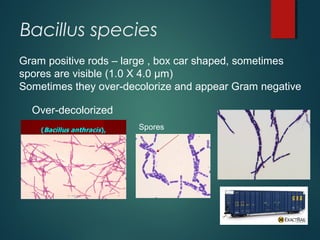 Gram Stains Update 2017 | PPT