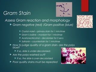 Gram Stains Update 2017 | PPT