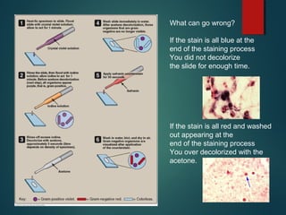 Gram Stains Update 2017 | PPT
