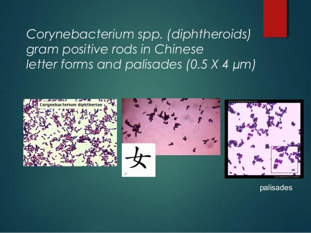 Gram Stains Update 2017