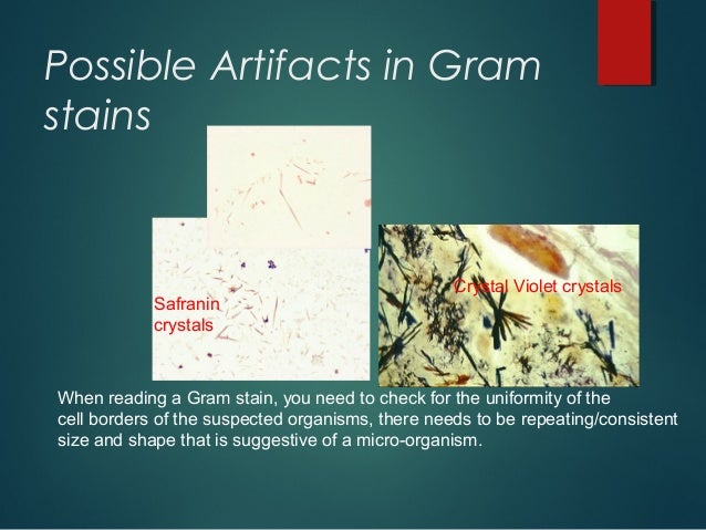 Gram Stains Update 2017