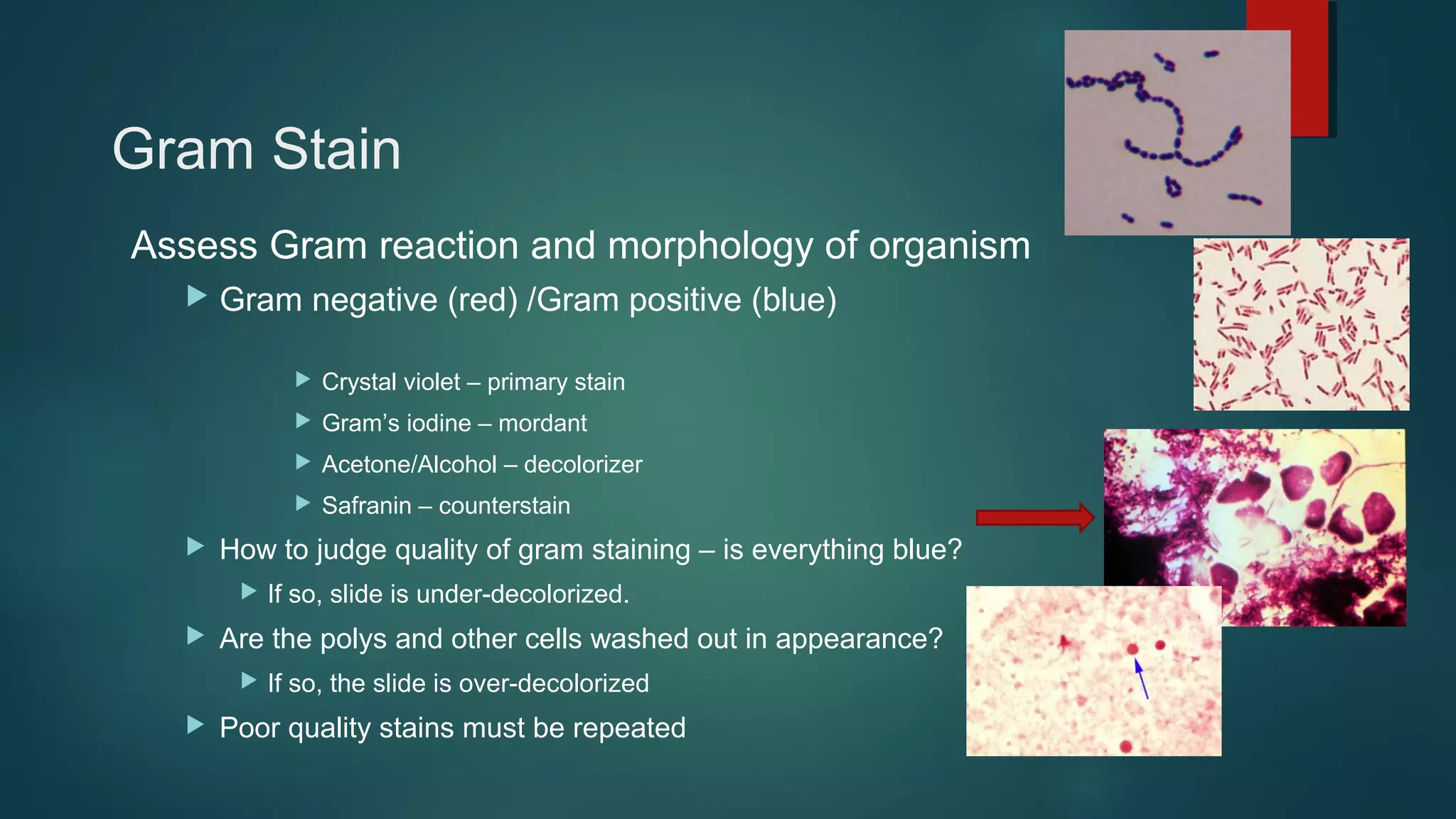 Gram Stain Update 2019 | PPT