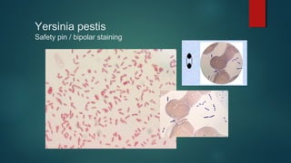 Gram Stain Update 2019 | PPT