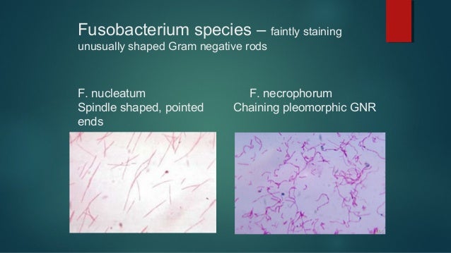 Gram Stain Update 2019