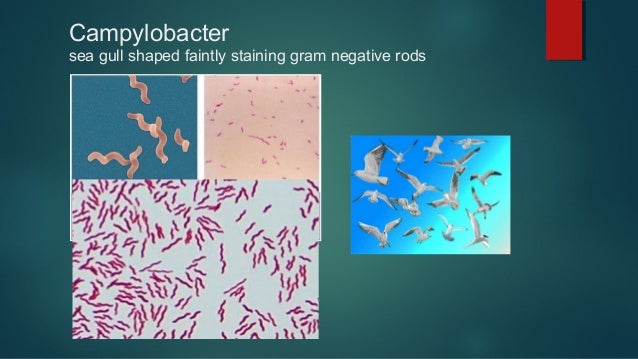 Gram Stain Update 2019