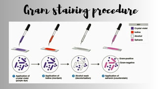 Gram+ve and -ve Bacteria and Gram staining.pdf