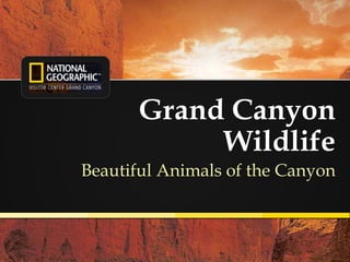 Grand Canyon Wildlife | PPT