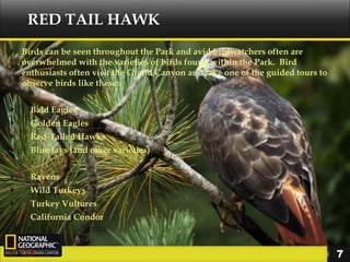 Grand Canyon Wildlife | PPT