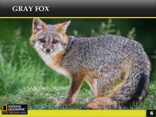 Grand Canyon Wildlife