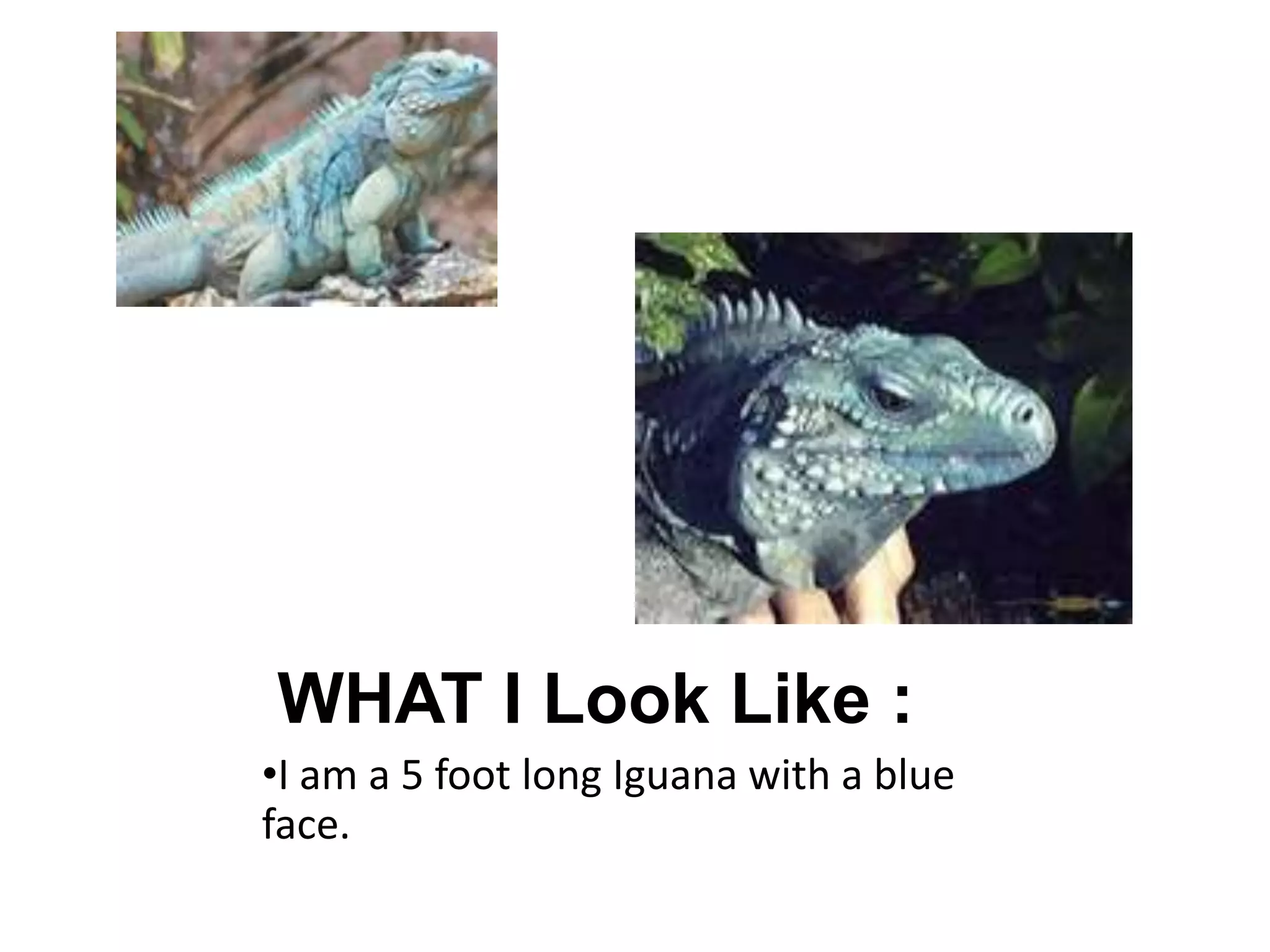 Grand Cayman Blue Iguana | PPTX | Reptiles | Pets