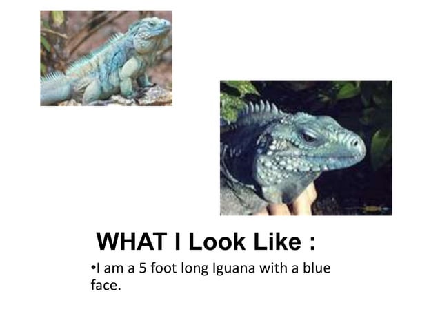 Grand Cayman Blue Iguana | PPTX