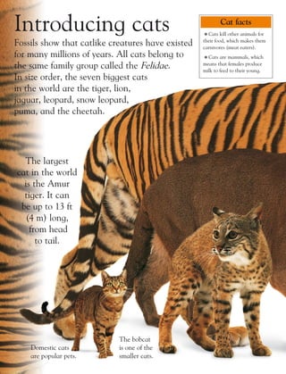 Grandes Felinos - Big Cats | PDF
