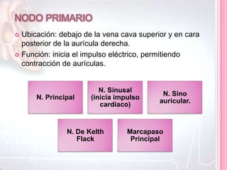 Grandes vasos fisiologia cardiovascular | PPTX