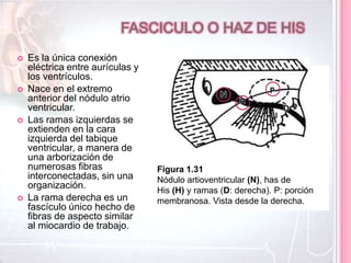 Grandes vasos fisiologia cardiovascular | PPTX