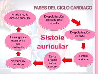 Grandes vasos fisiologia cardiovascular | PPTX
