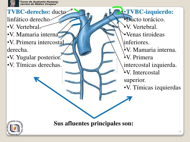 Grandes vasosnervios