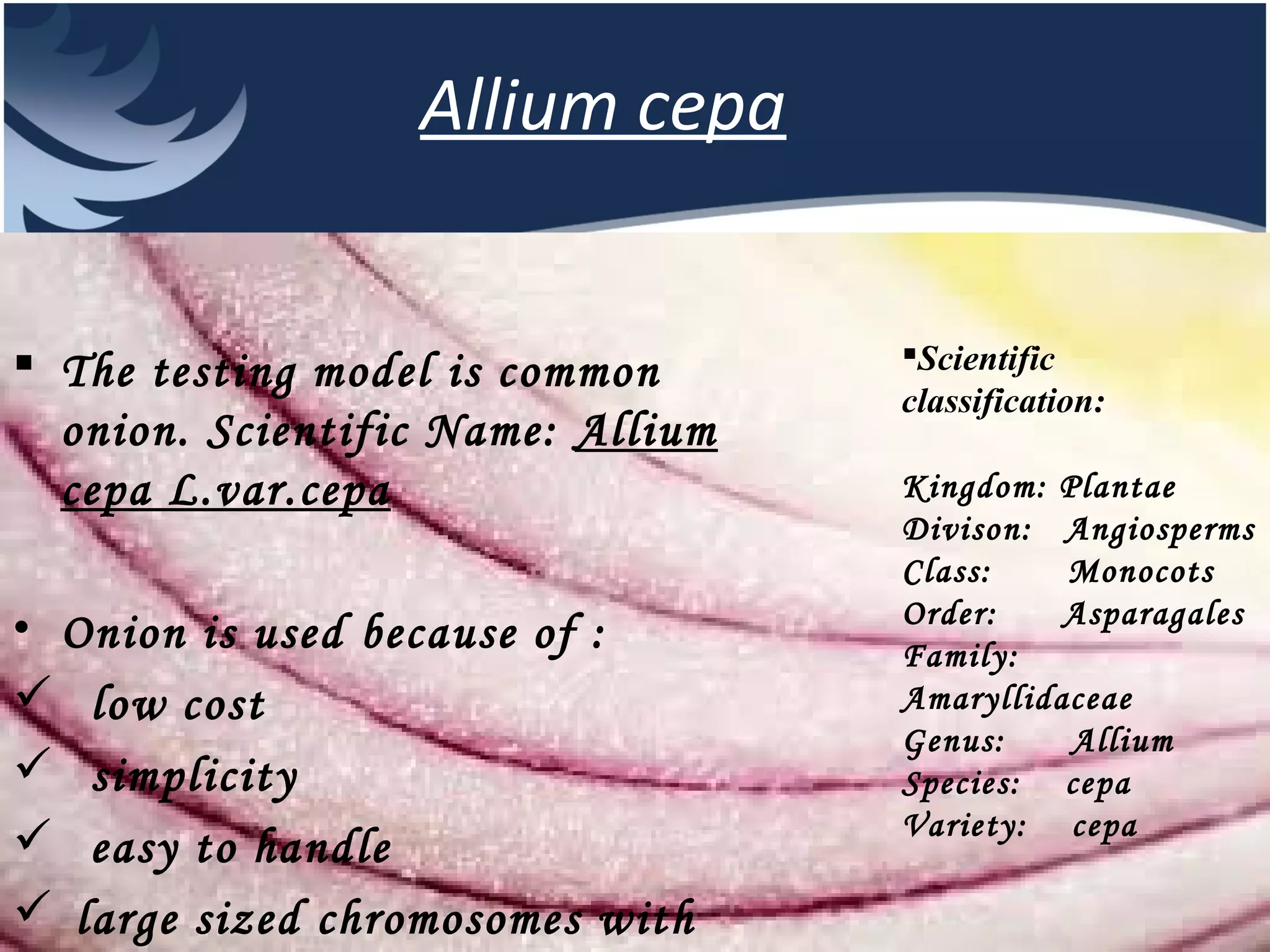 Grand finale ppt | PPT