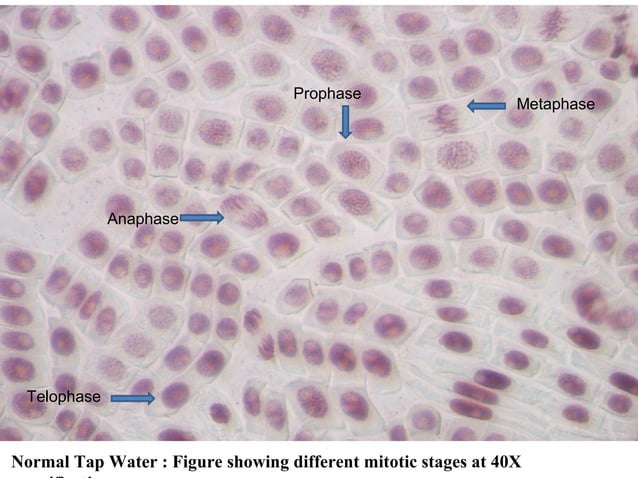 Grand finale ppt | PPT