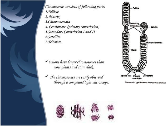 Grand finale ppt | PPT