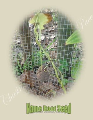 Name Root | PDF