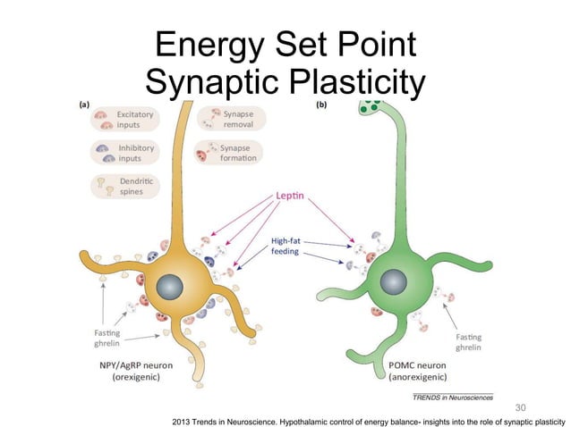 Neuronal Control of Energy Metabolism | PPT