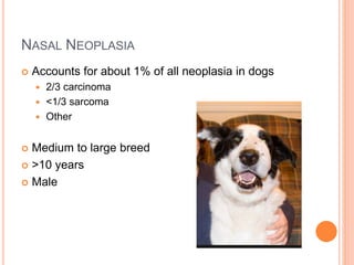 Grand rounds nasil neoplasia | PPTX | Cancer | Diseases and Conditions