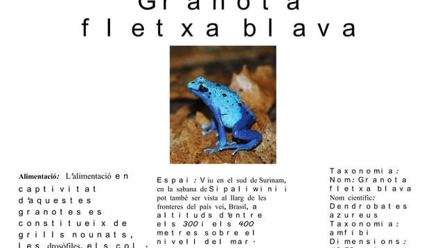 Granota fletxa blava | PPT