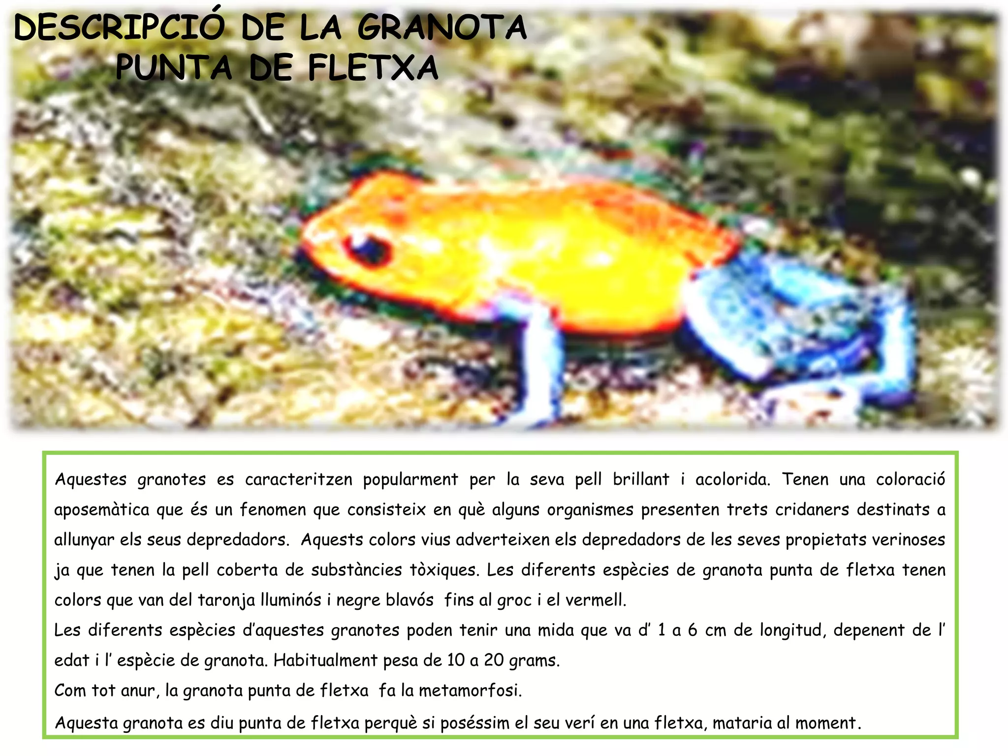 Granota punta de fletxa2 | PPT
