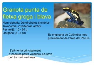 Granota punta de fletxa groga i blava | PPTX