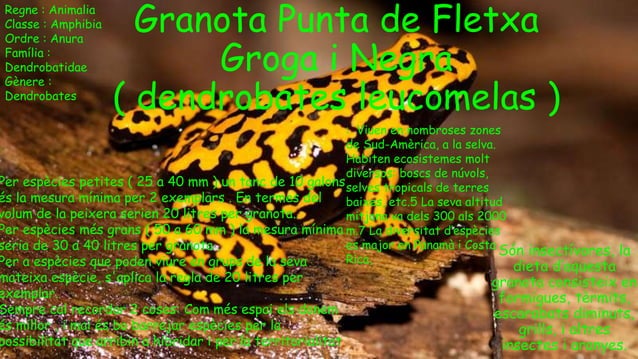 Granota punta de fletxa groga i negra ( Dendrobates leucomelas ) | PPTX