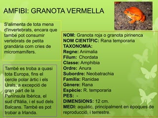 Granota vermella | PPT