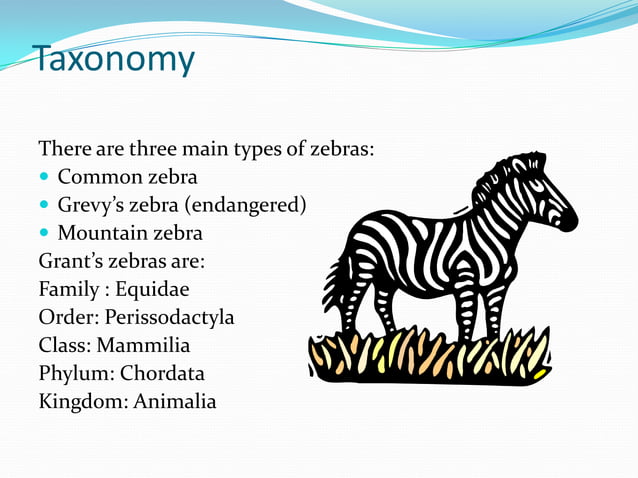 Grant's zebra zoo project | PPT